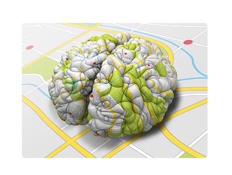 How Does The Brain Function Like GPS? - Copy - Teletrac Navman US